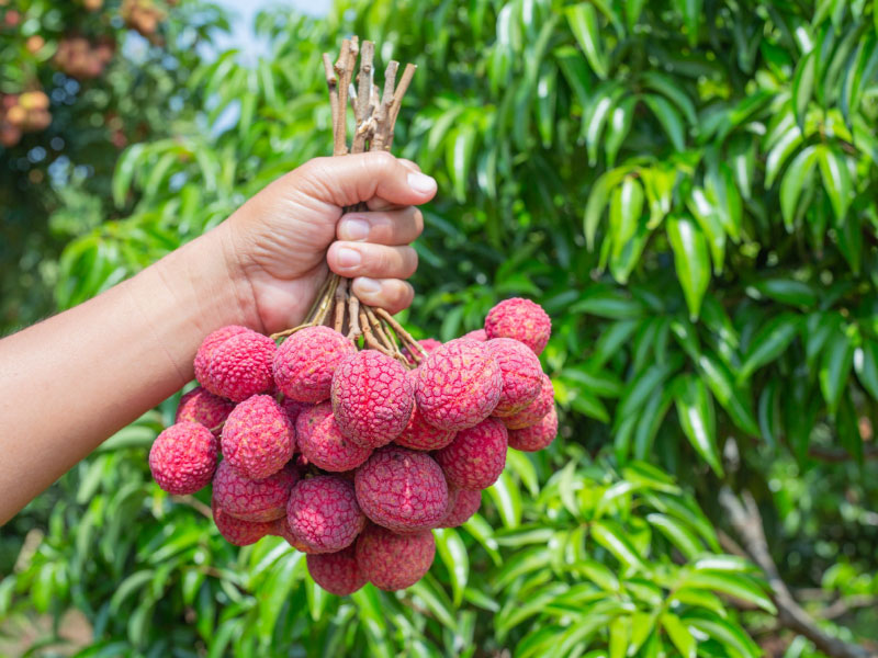Straight From The Farm - Fildor Fruits